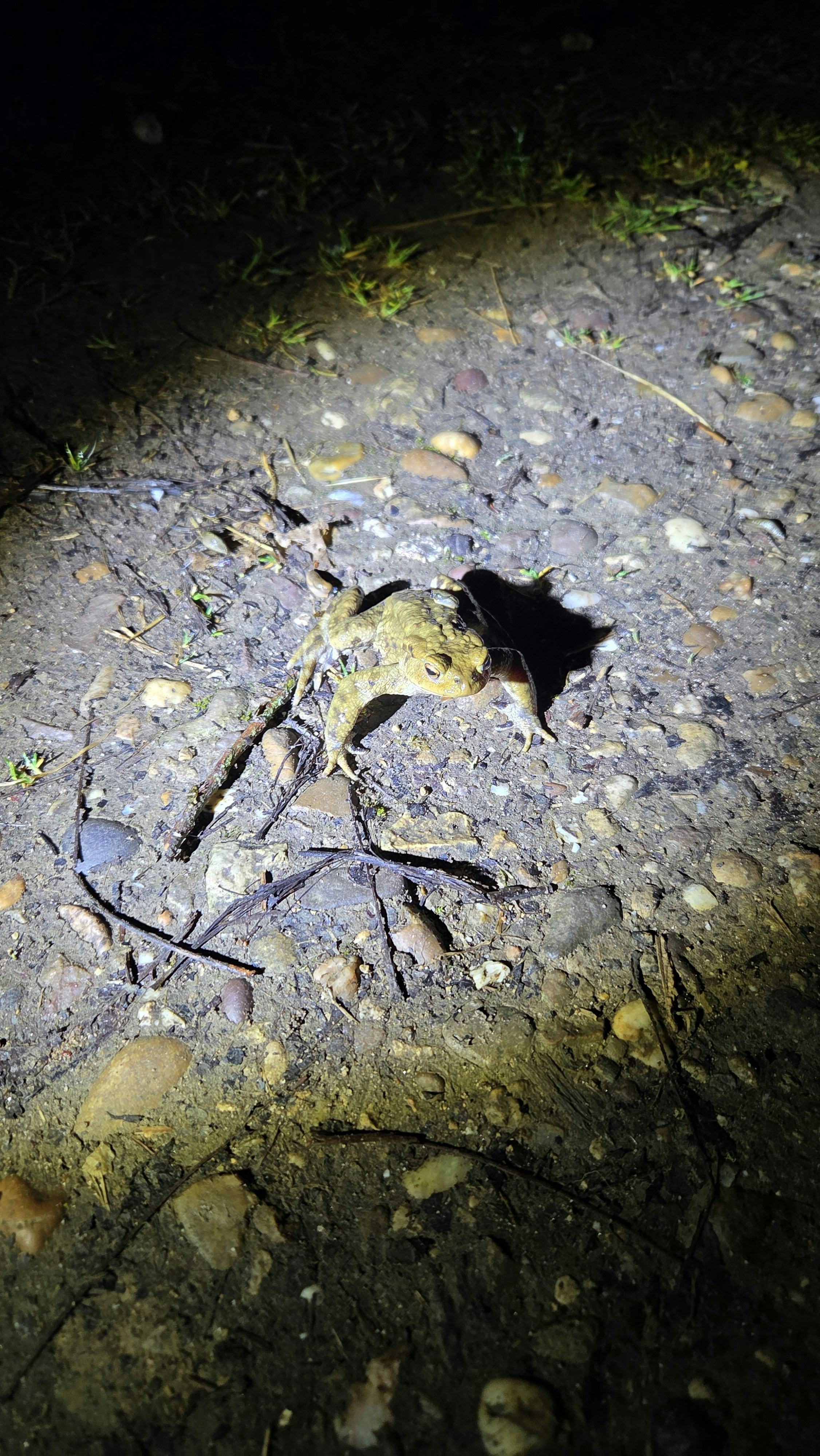 Moukentaxi : Soirée d'information sur les amphibiens et comment nous ...