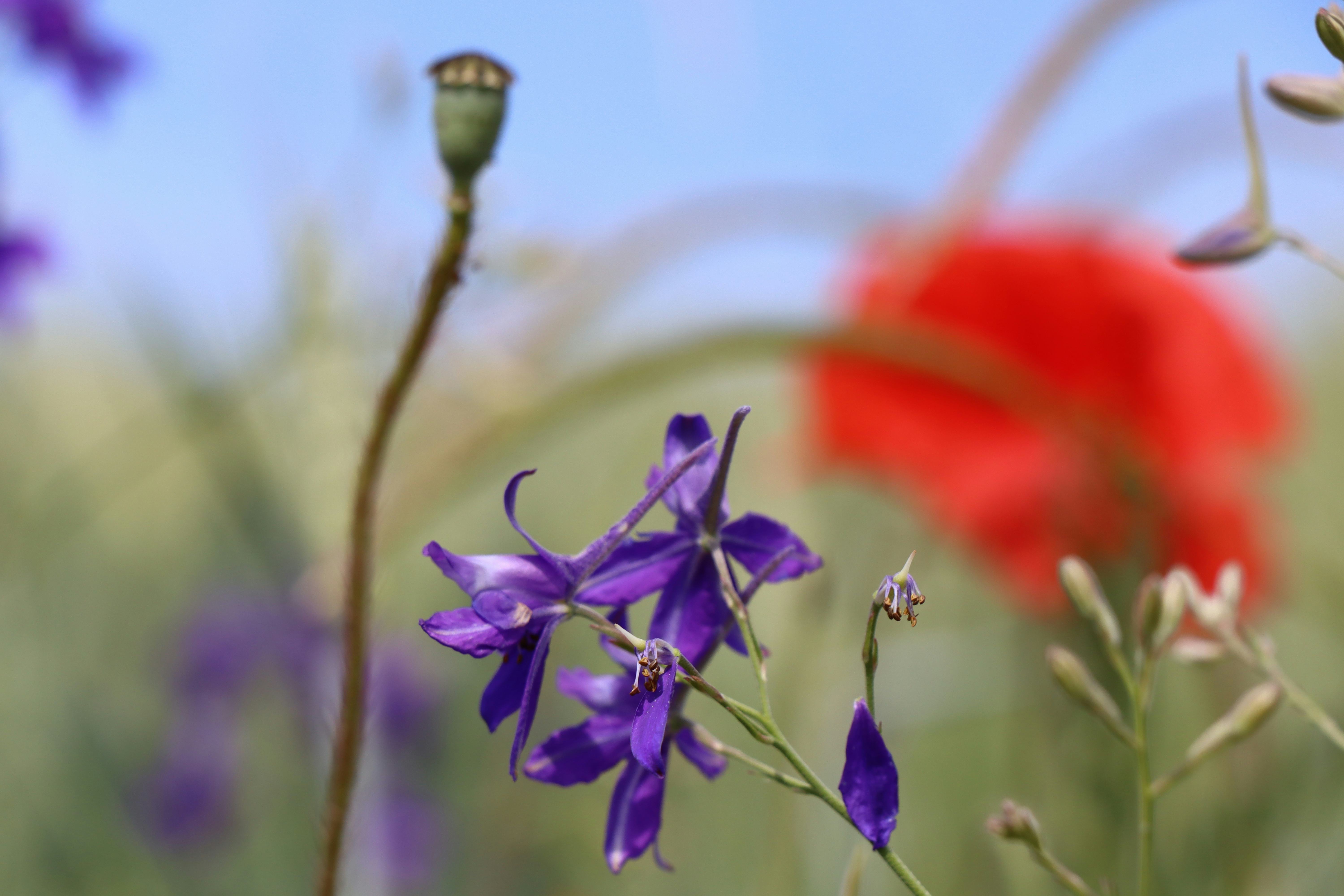 Une soirée avec le SIAS: plantes sauvages des champs | SIAS - Syndicat ...