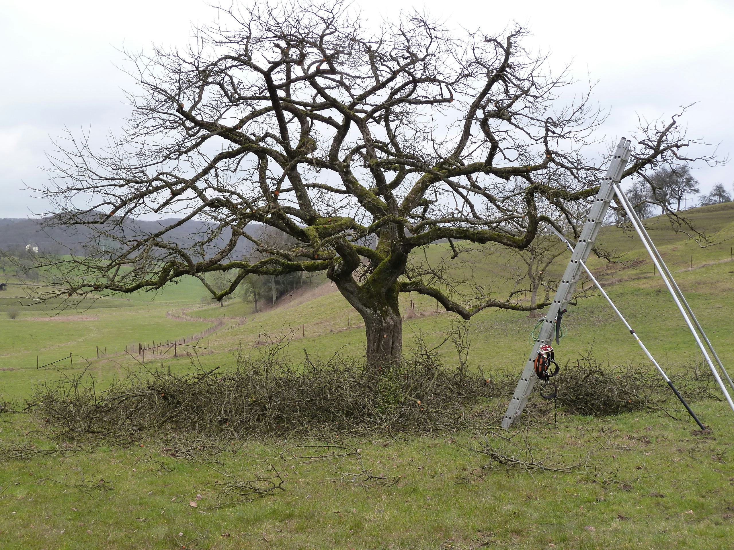 Cours de taille des vieux arbres fruitiers | SIAS - Syndicat ...